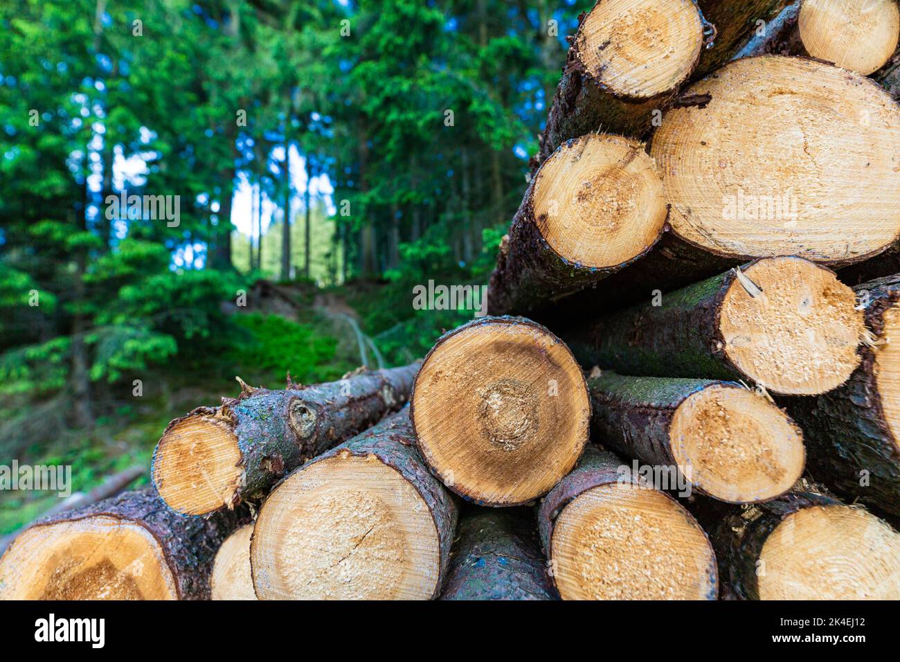Log trunks pile, the logging timber forest wood industry. Sawn trees ...