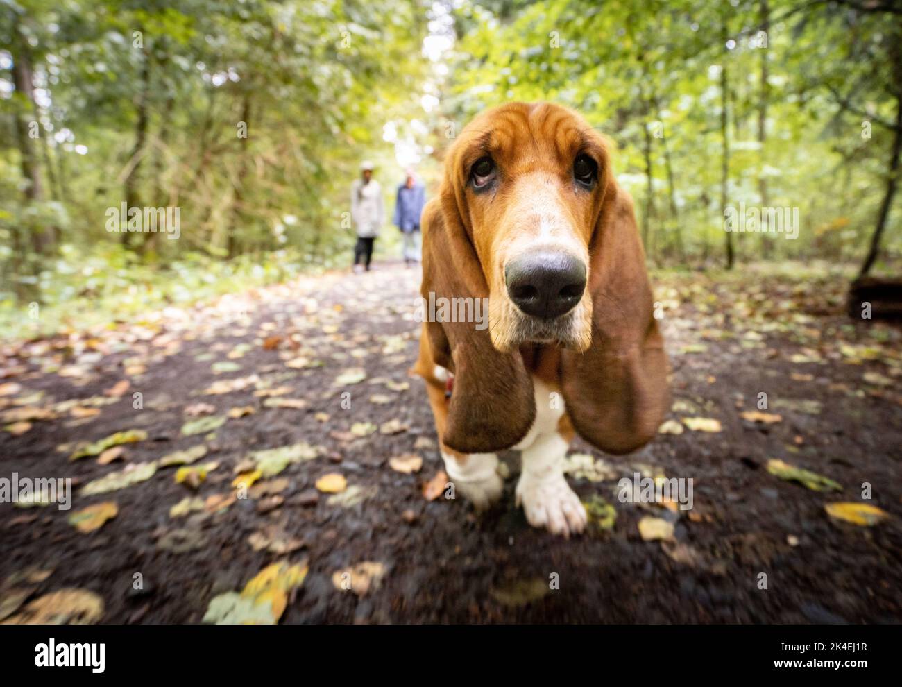 Bad Vilbel, Germany. 02nd Oct, 2022. An elderly Basset hound strolls ...