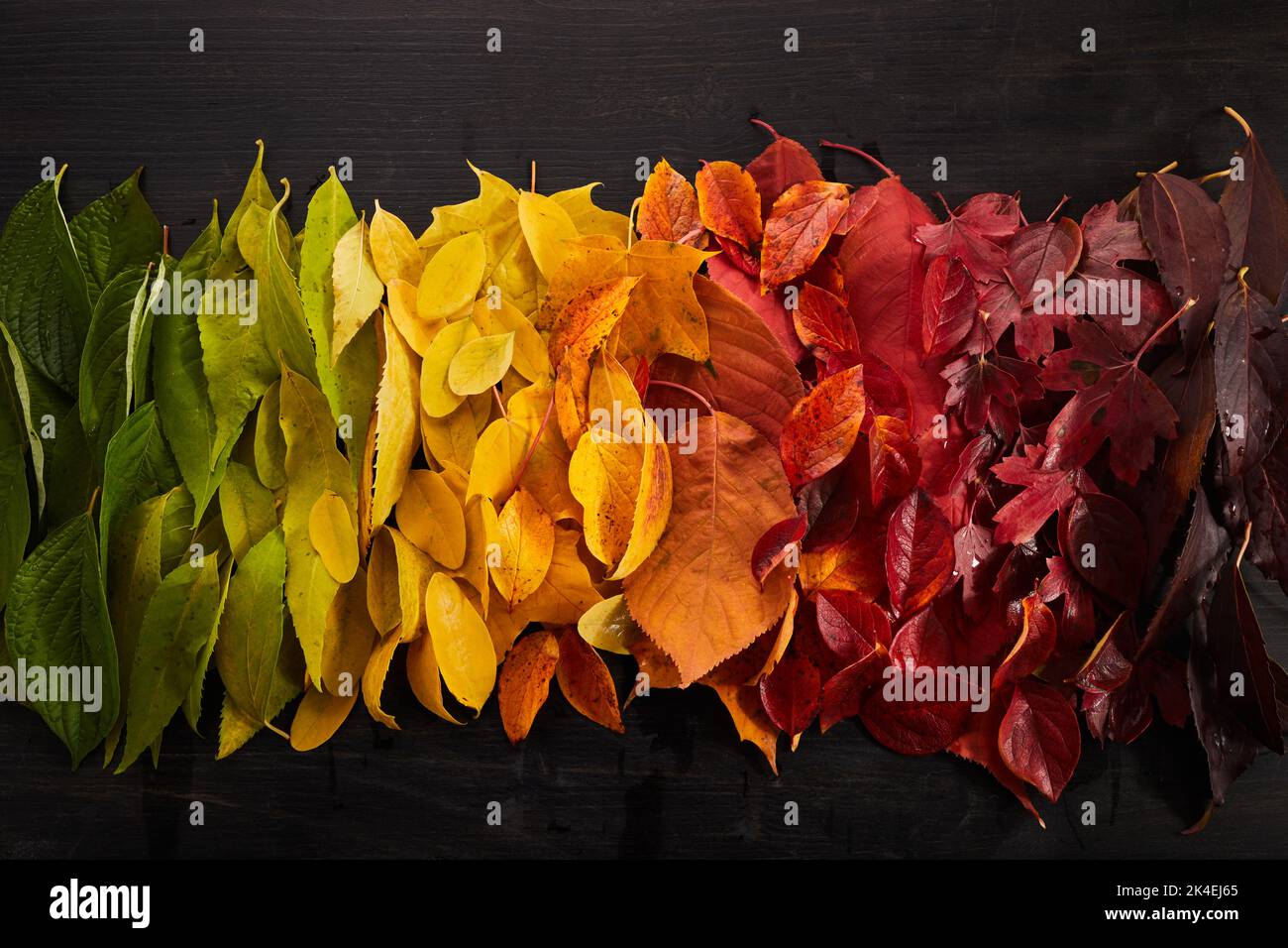Rainbow colored leaves hi-res stock photography and images - Alamy