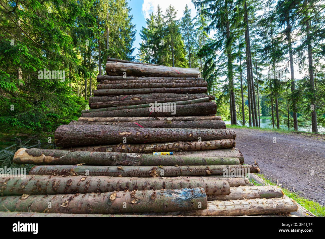 Log trunks pile, the logging timber forest wood industry. Sawn trees ...