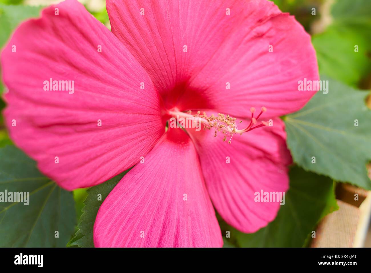 Swamp rose mallow hibiscus hi-res stock photography and images - Alamy