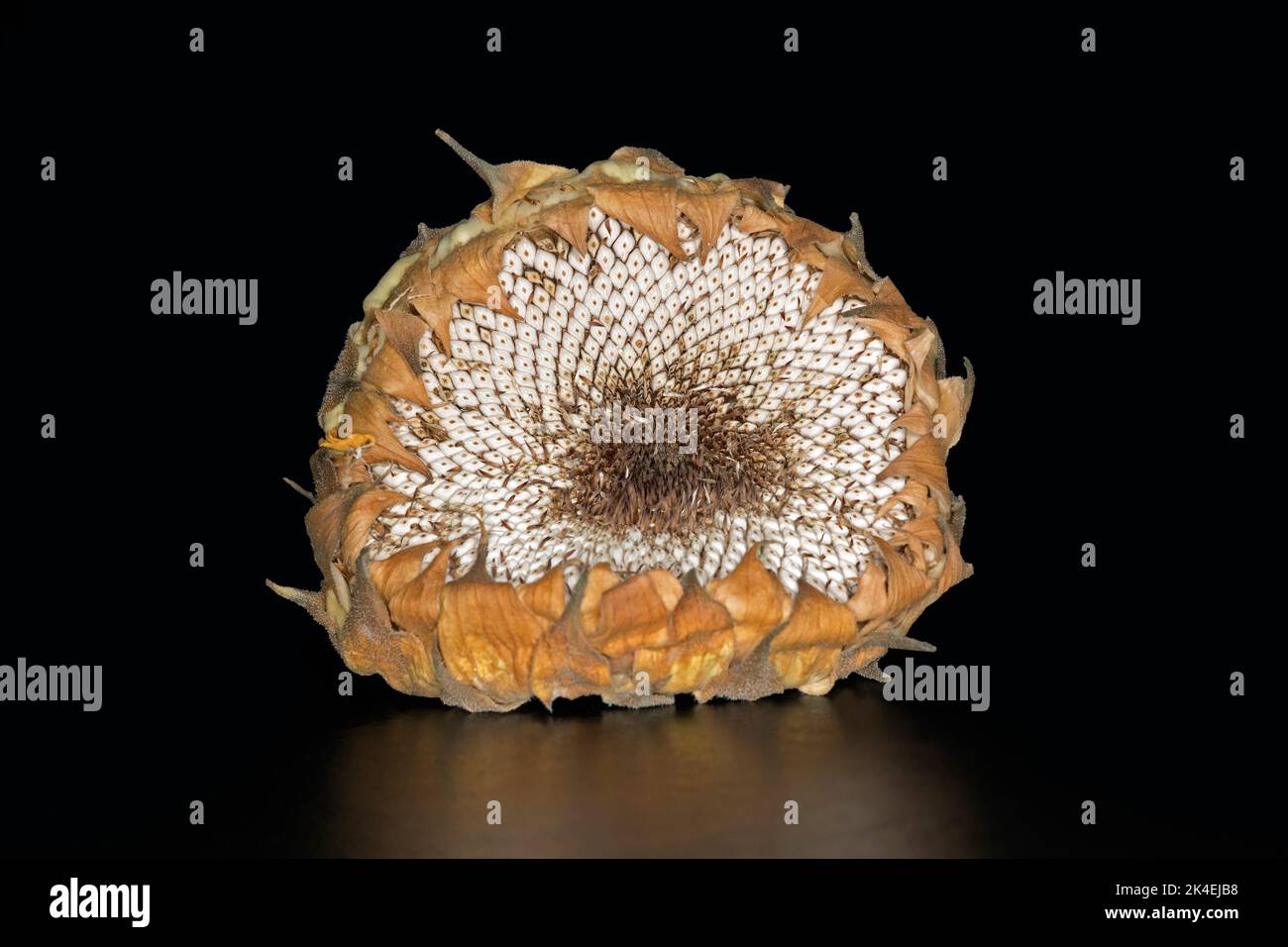 Dried sunflower helianthus annuus hi-res stock photography and images ...