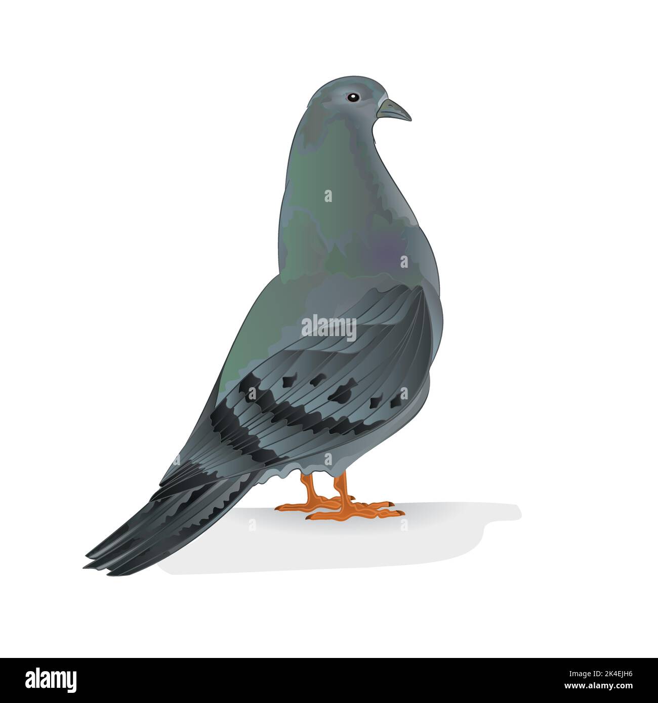 Carrier pigeon domestic breed sports bird vector illustration Stock ...
