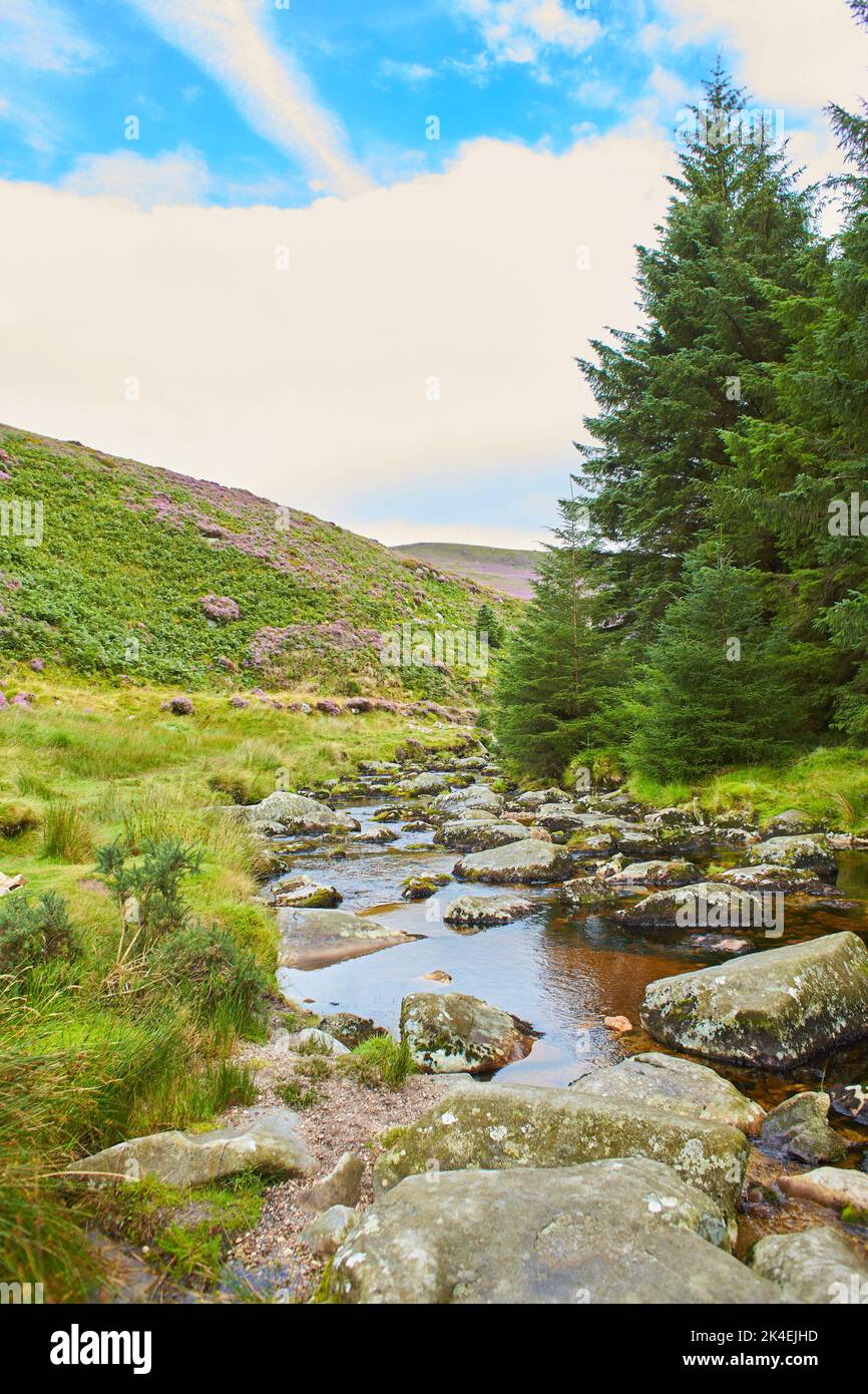 Forest stream surrounded by timberland in ancient old growth forest ...