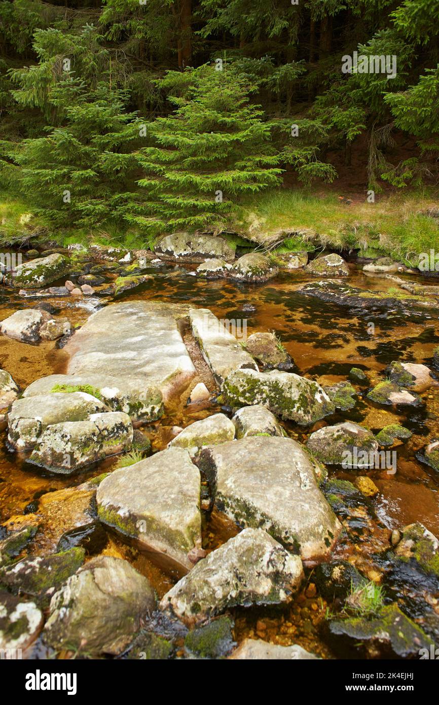 Forest stream surrounded by timberland in ancient old growth forest ...