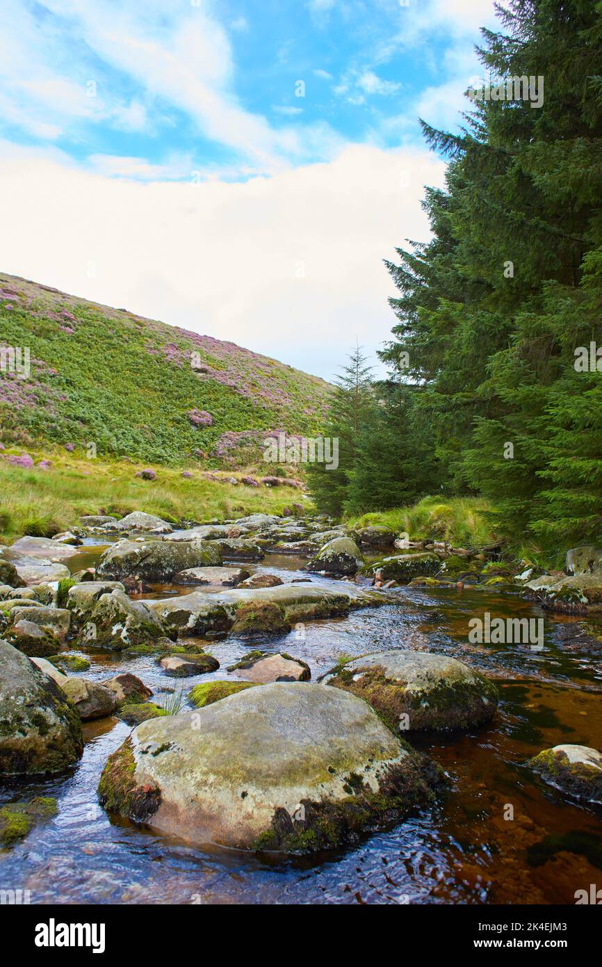 Forest stream surrounded by timberland in ancient old growth forest ...