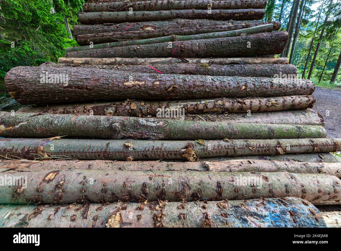 Log trunks pile, the logging timber forest wood industry. Sawn trees ...