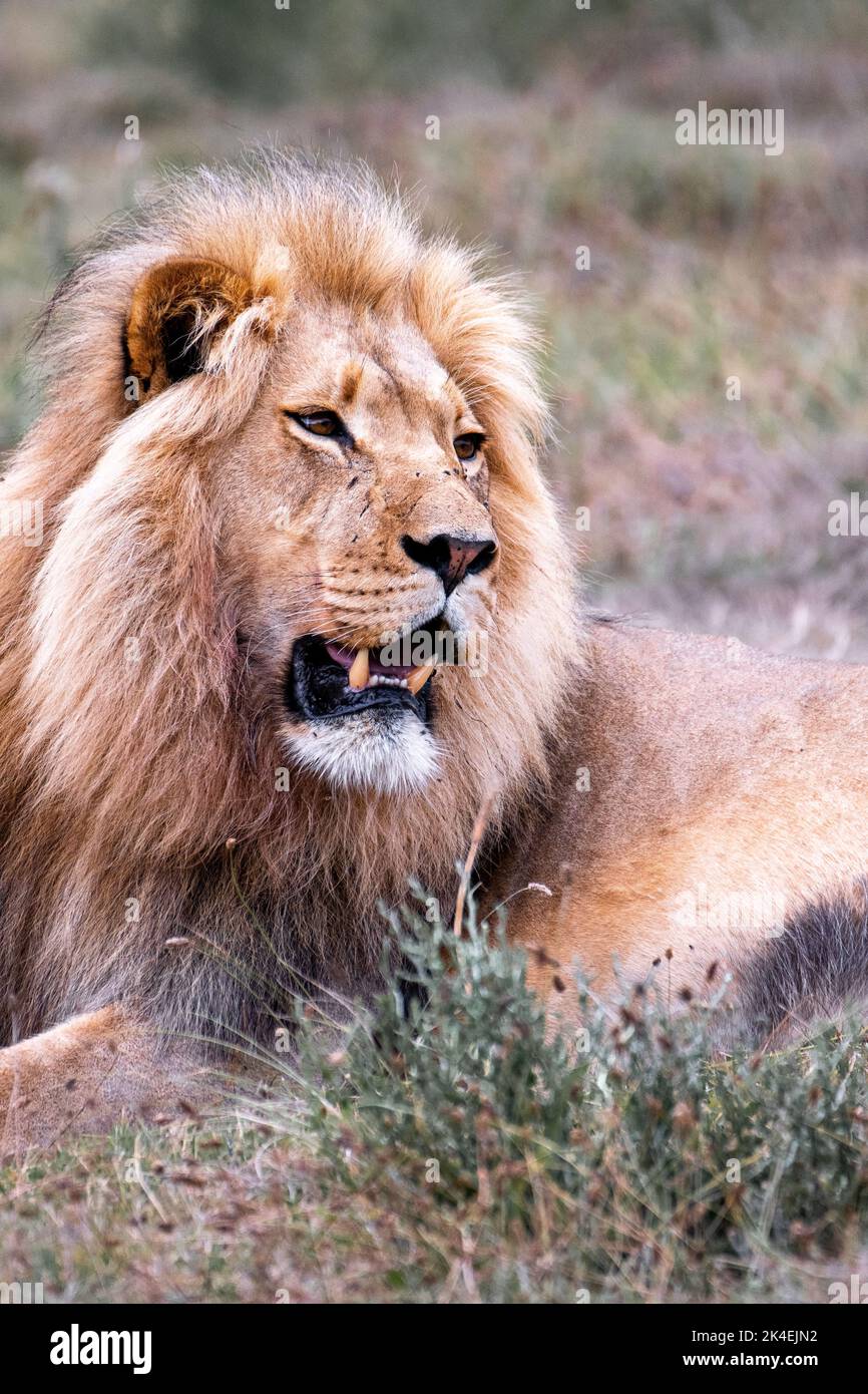 Closeup shot tired lion hi-res stock photography and images - Alamy