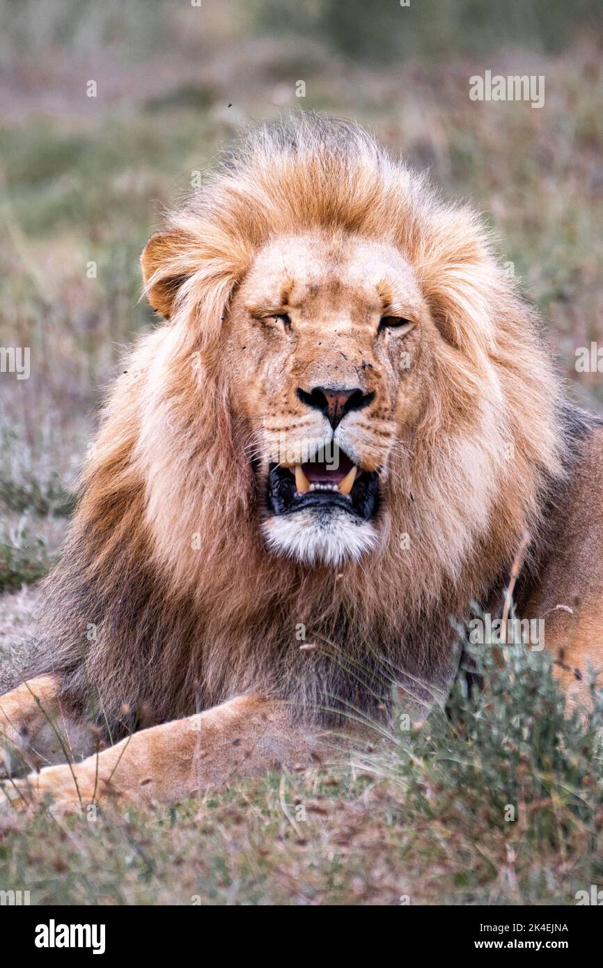 Closeup shot tired lion hi-res stock photography and images - Alamy