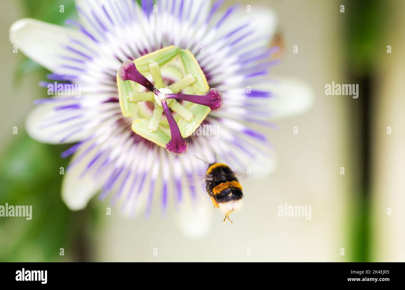 Passiflora caerulea bee passion flower hi-res stock photography and ...