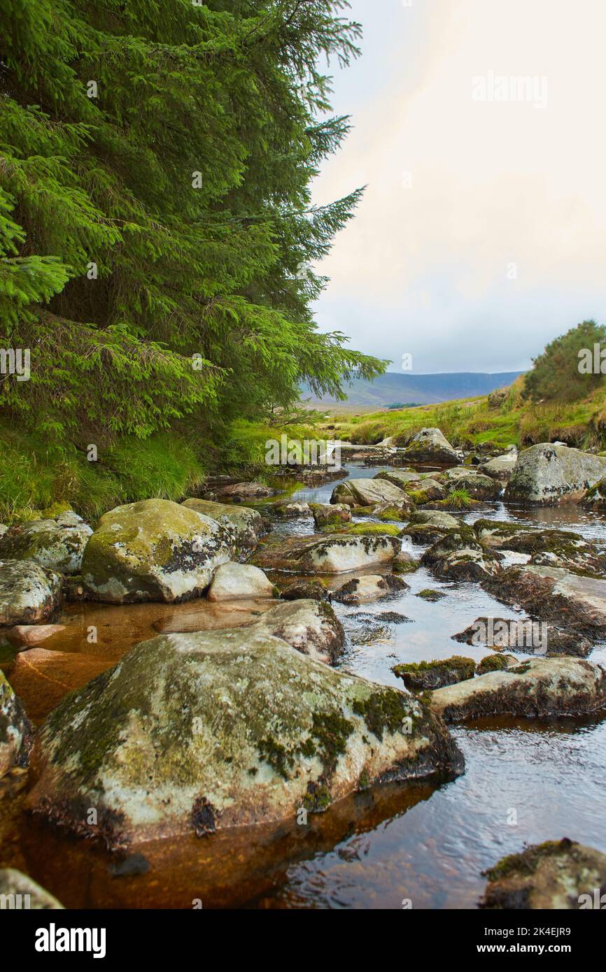 Forest stream surrounded by timberland in ancient old growth forest ...