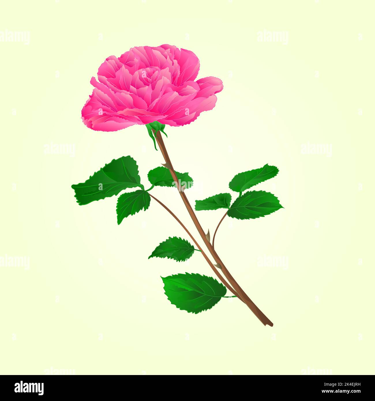 Rose stem Stock Vector Images - Alamy