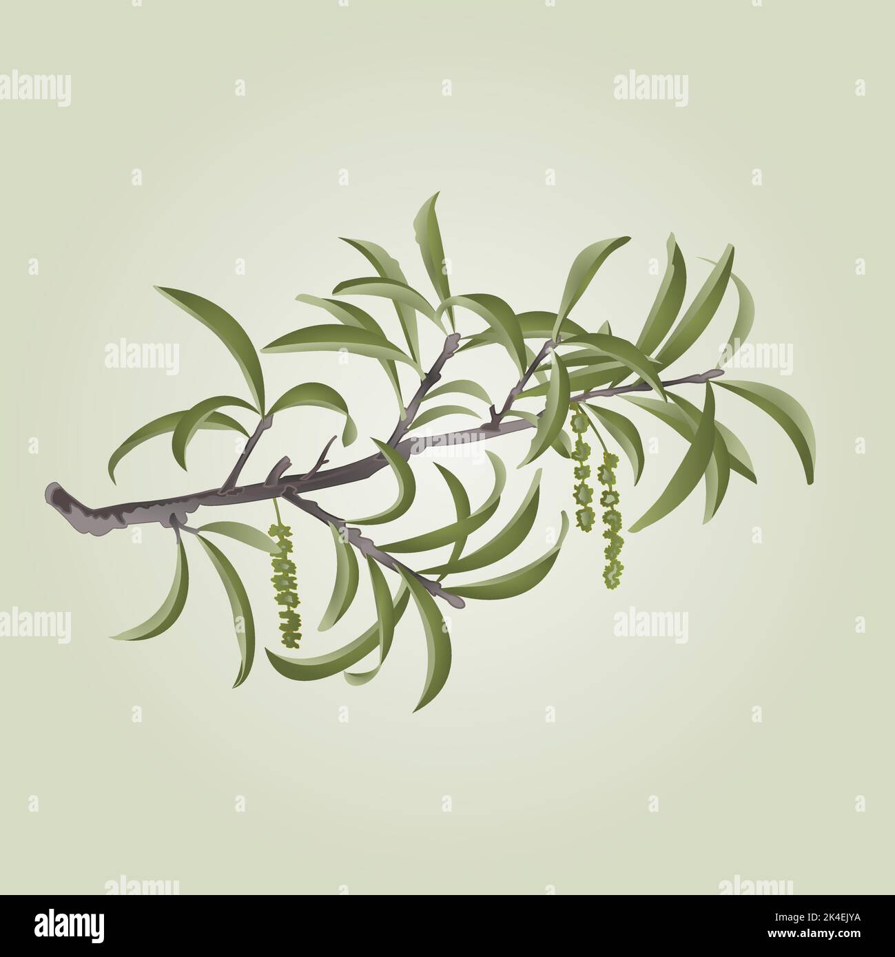 Willow branch with catkins vector Stock Vector Image & Art - Alamy