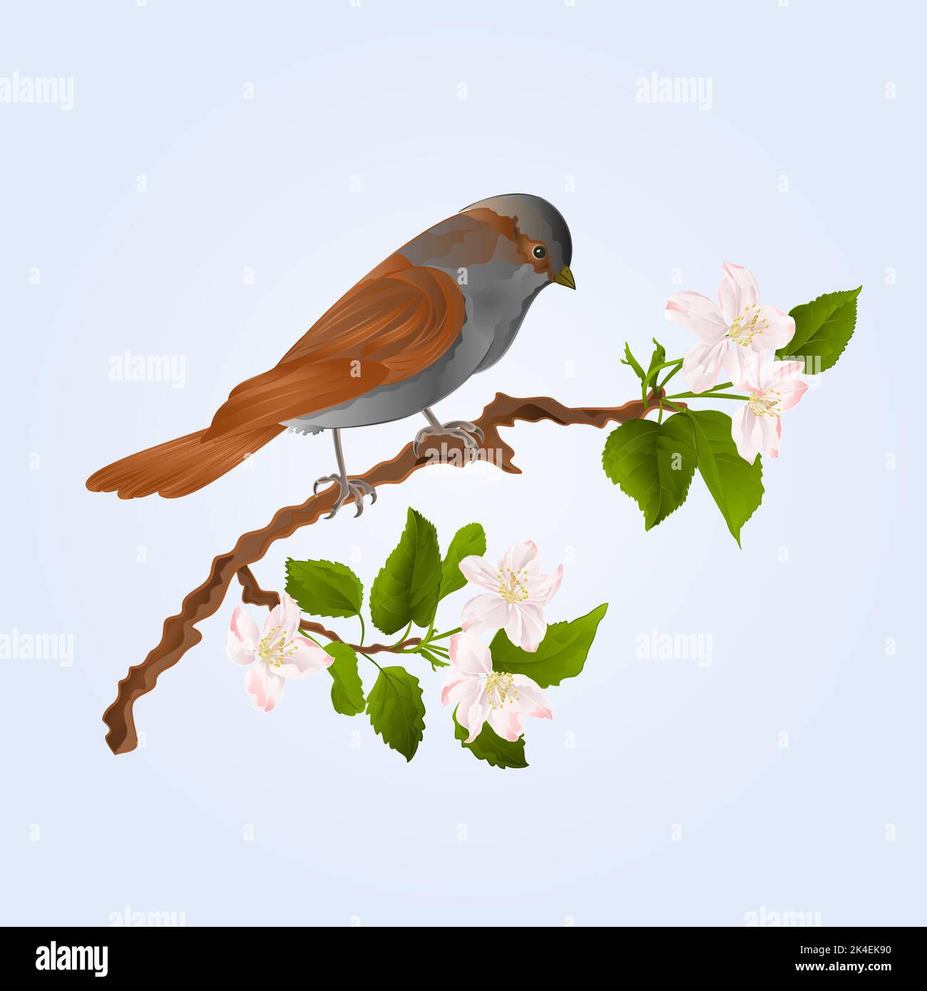 How to draw a sparrow Stock Vector Images - Alamy
