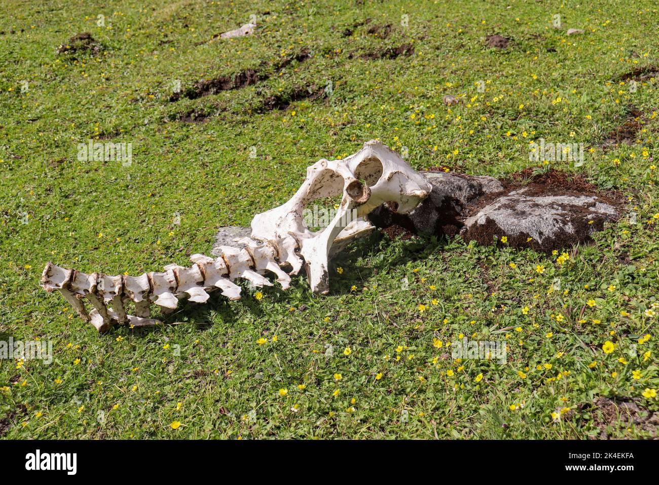 Animal skeleton on a grassland Stock Photo - Alamy