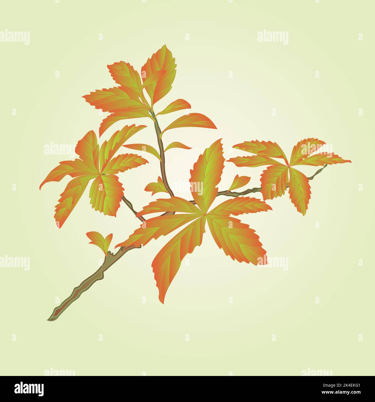 Twig decorative shrub colorful leaves vector illustration Stock Vector ...