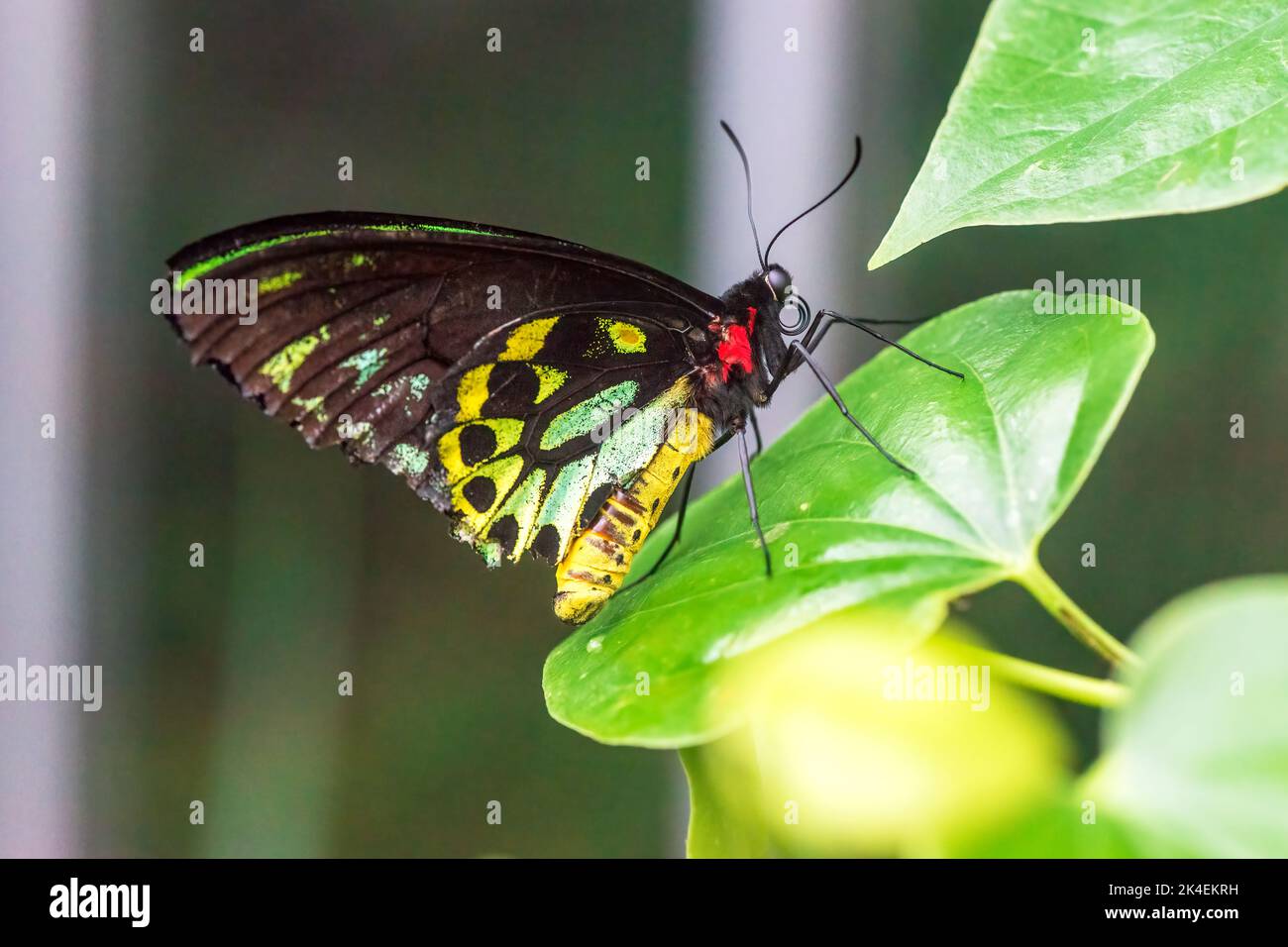 Cairns birdwing butterfly. Closeup, macro Stock Photo - Alamy