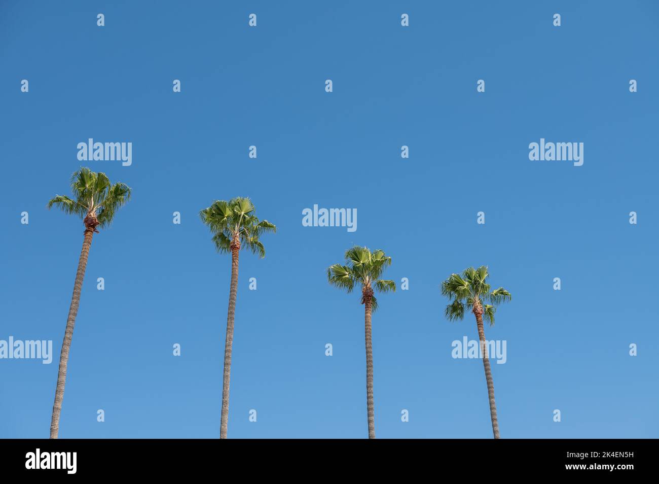 Palm trees seen in a row against blue sky Stock Photo - Alamy