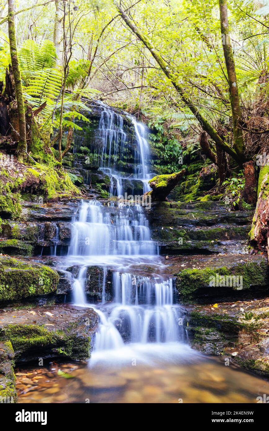 Myrtle Gully Falls in Tasmania Australia Stock Photo - Alamy