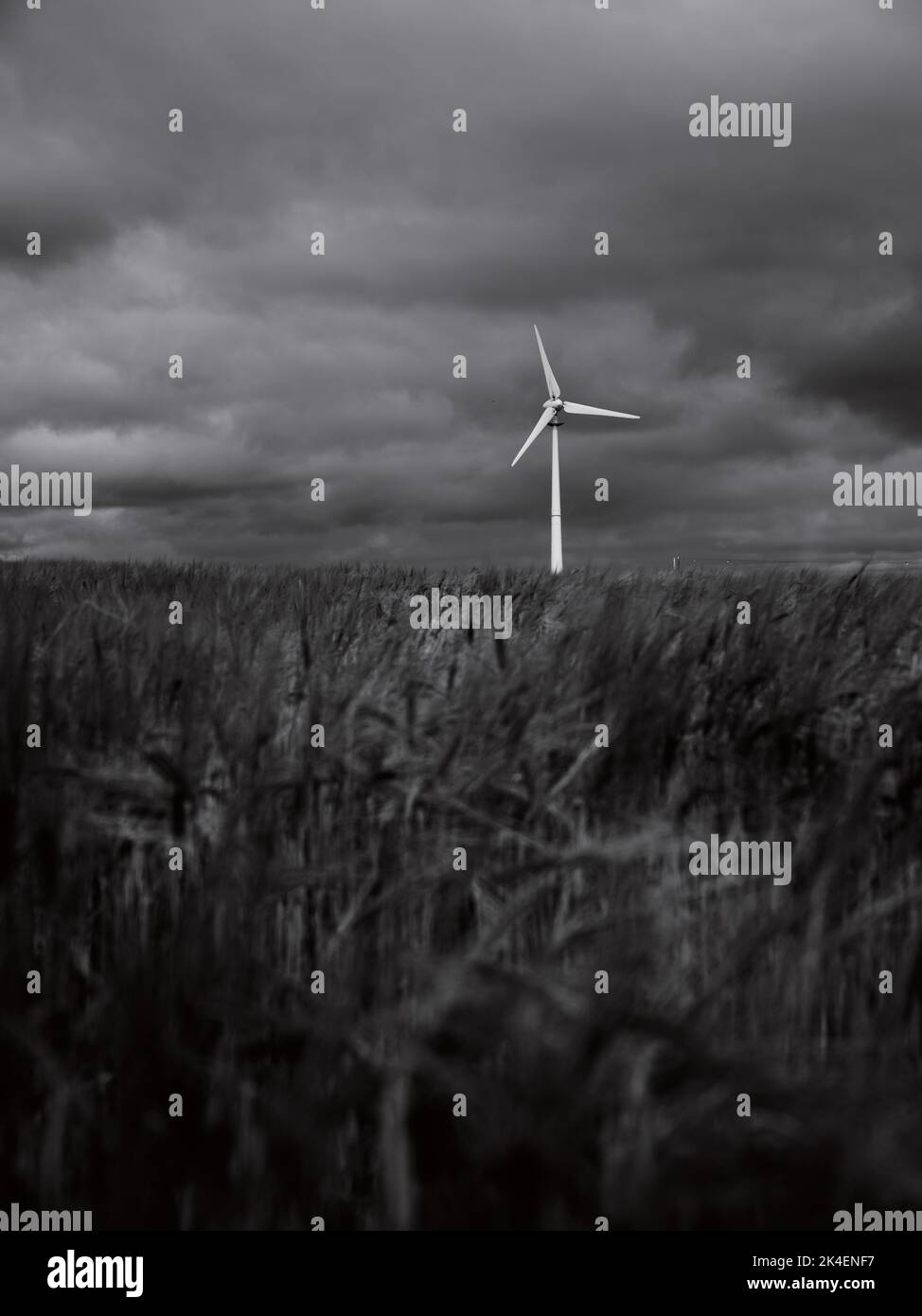 An onshore farmland energy wind turbine located on a farming land ...