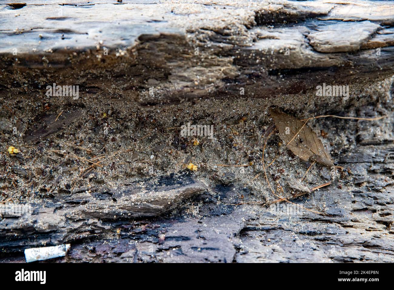 A mud and pebbles on the rock in the beach Stock Photo - Alamy
