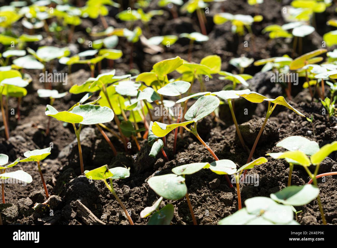 A beautiful buckwheat flower field with sprouts Stock Photo - Alamy