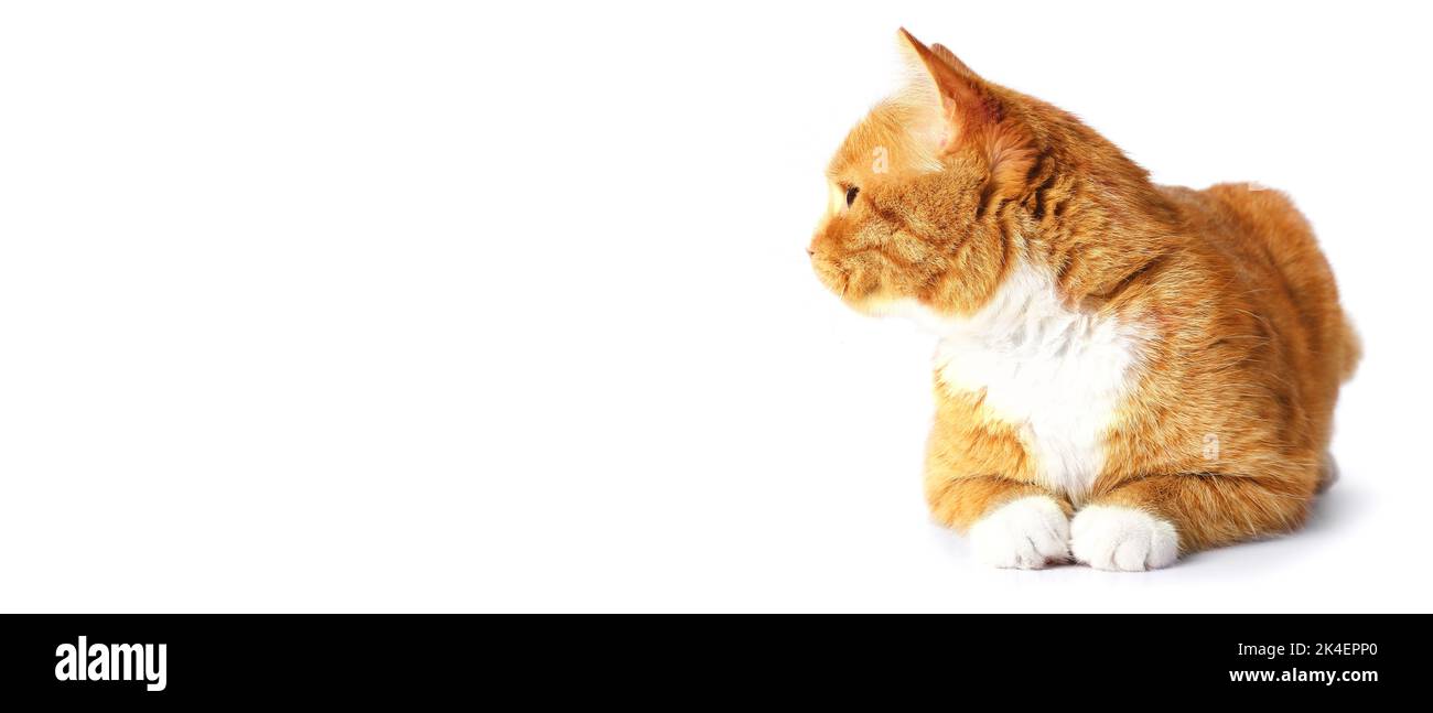 Cute cat isolated on white Stock Photo - Alamy