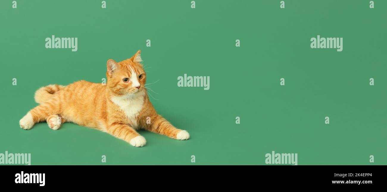 Cute cat on green background with space for text Stock Photo - Alamy