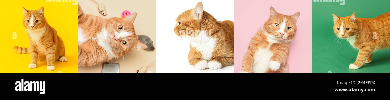 Collage with funny red cat on colorful background Stock Photo - Alamy