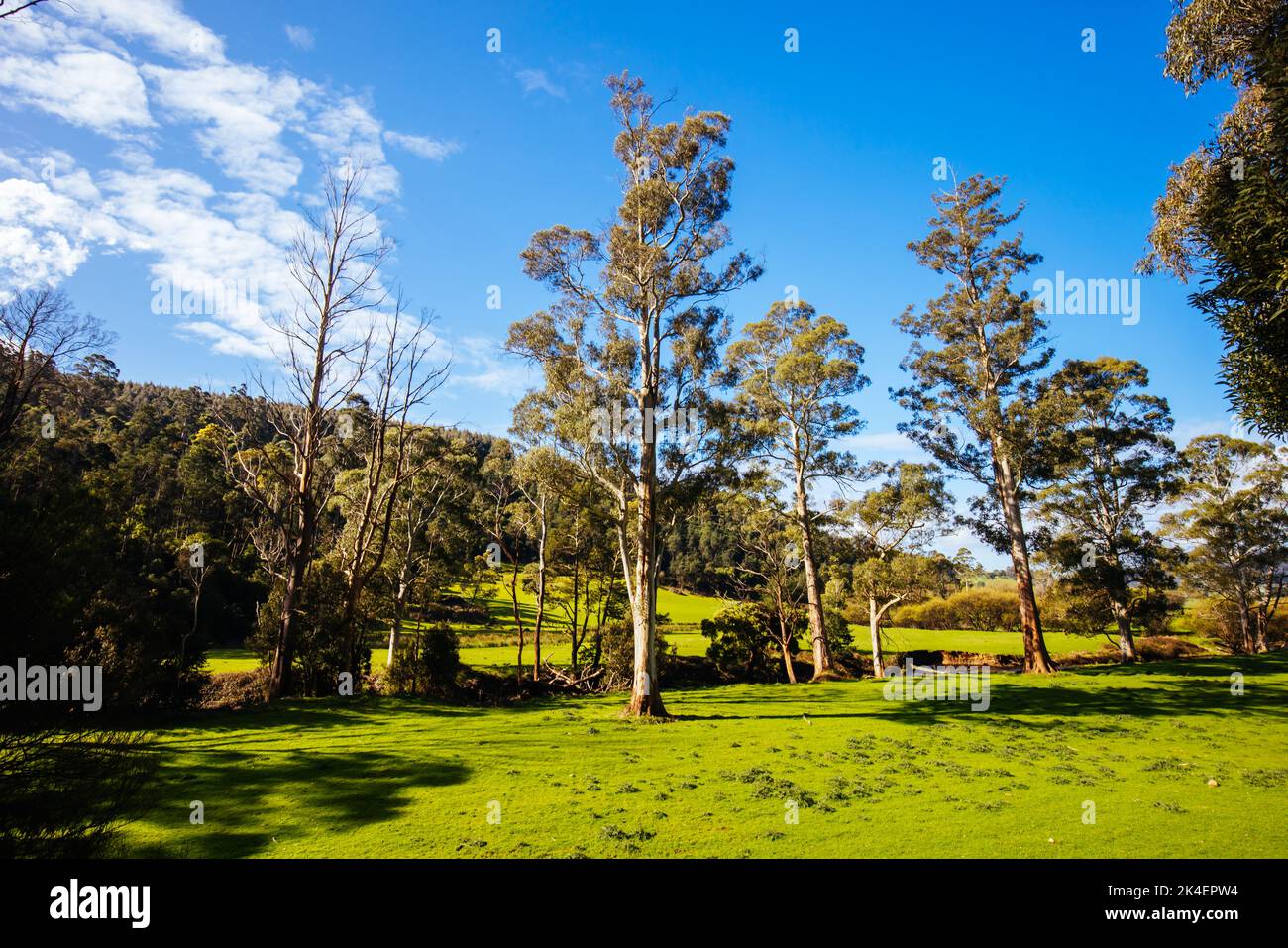 Pyengana Landscape in Tasmania Australia Stock Photo - Alamy