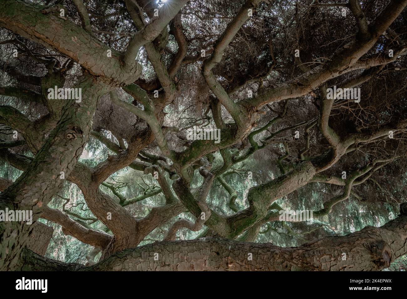 A low angle shot of a tall tree with long twisting branches Stock Photo ...