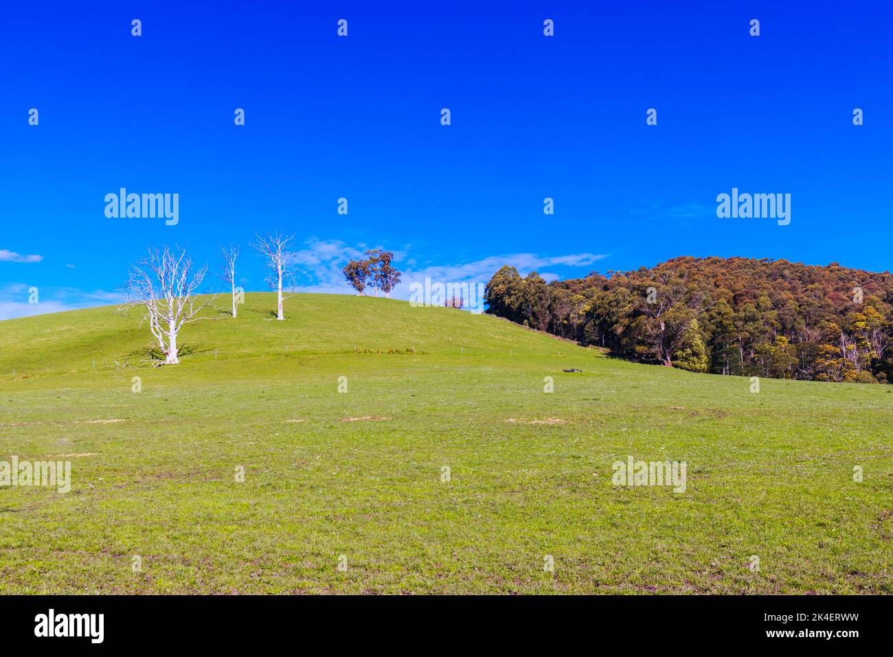 Pyengana Landscape in Tasmania Australia Stock Photo - Alamy