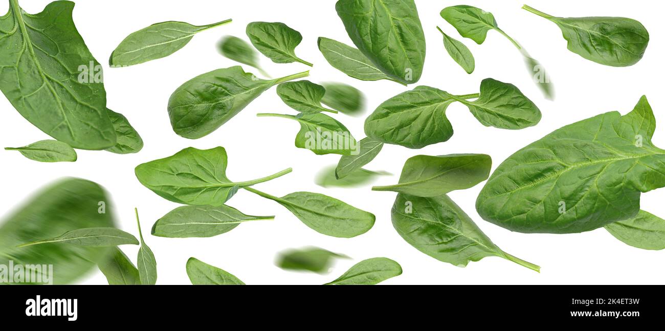 Many flying spinach leaves isolated on white Stock Photo - Alamy