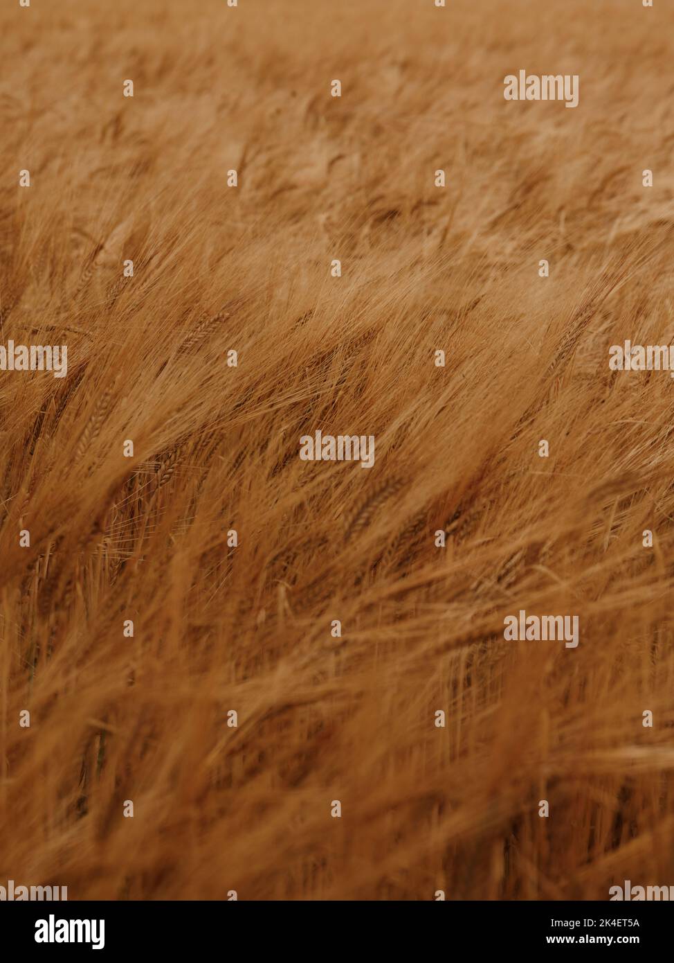 A summer golden crop field ready for harvest agriculture farming ...