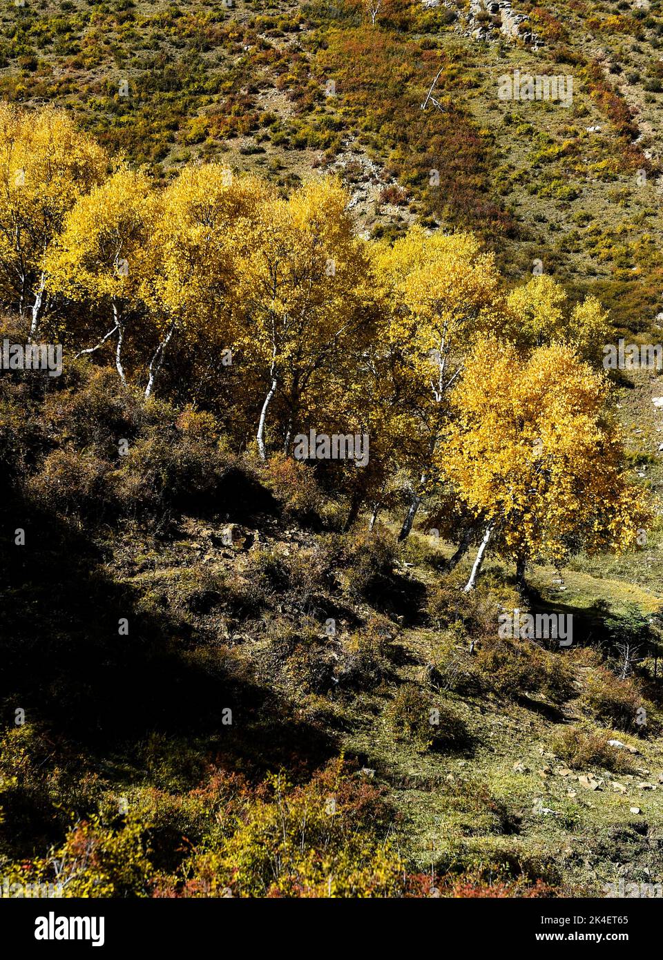 Hohhot. 2nd Oct, 2022. Photo taken on Oct. 2, 2022 shows the autumn ...