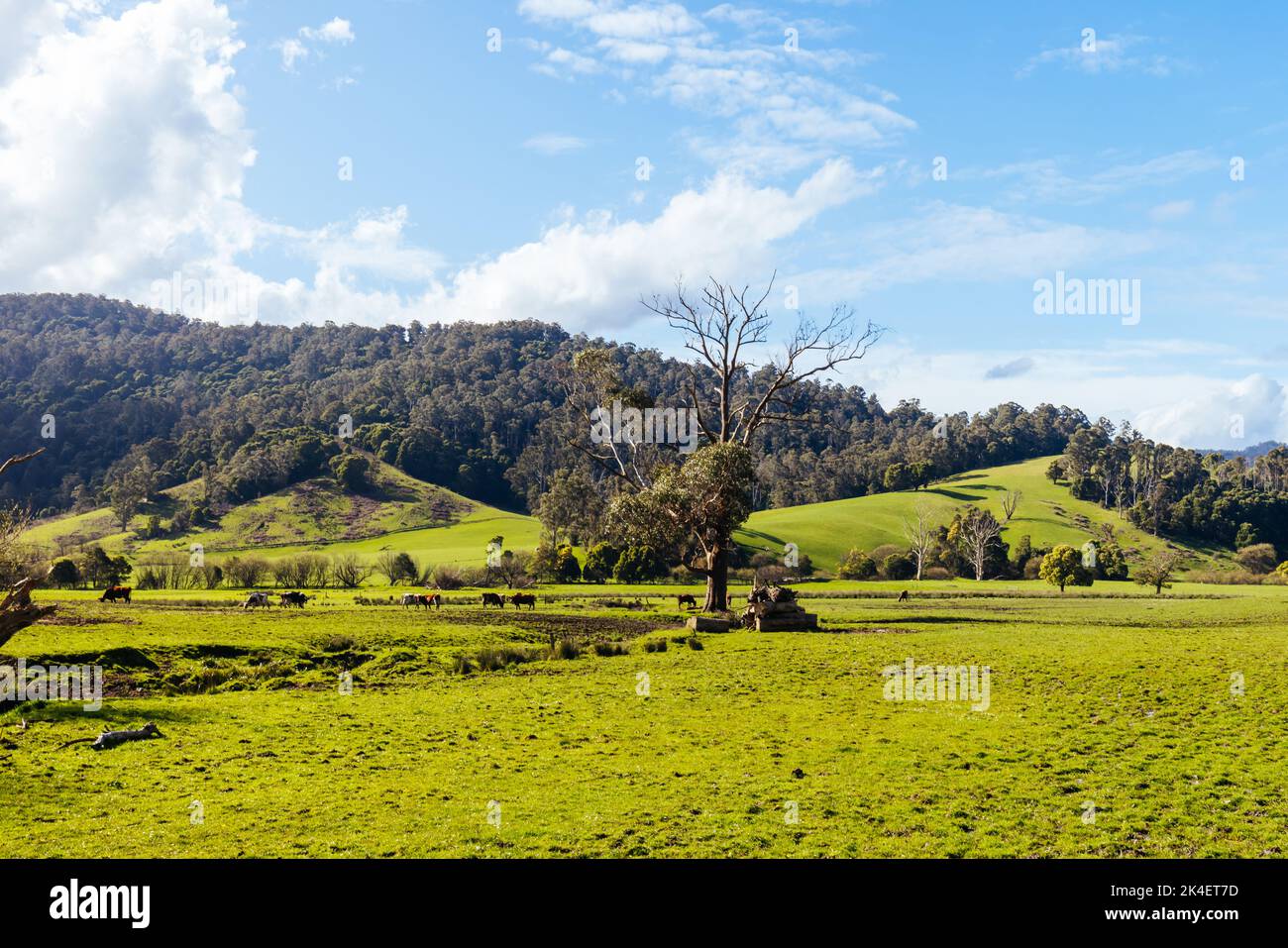 Pyengana Landscape in Tasmania Australia Stock Photo - Alamy