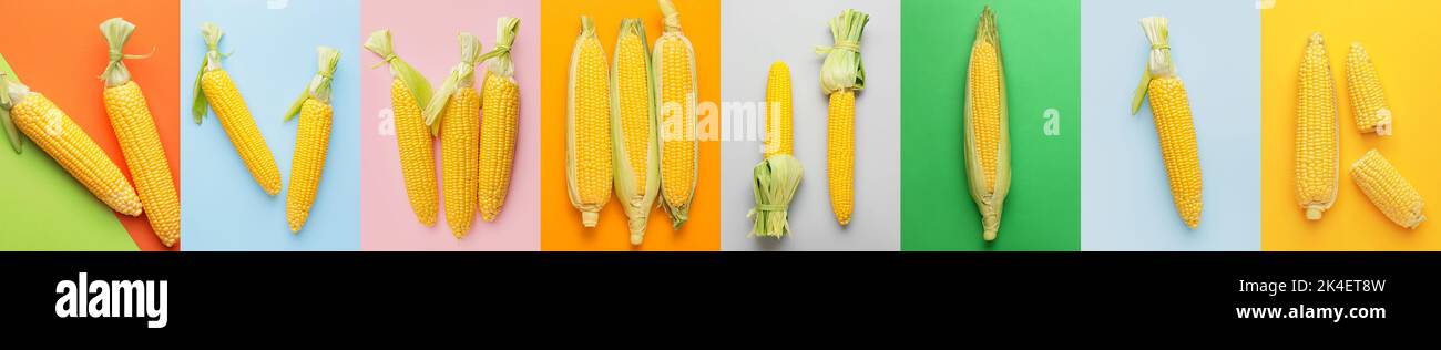 Collage with many corn cobs on colorful background, top view Stock ...
