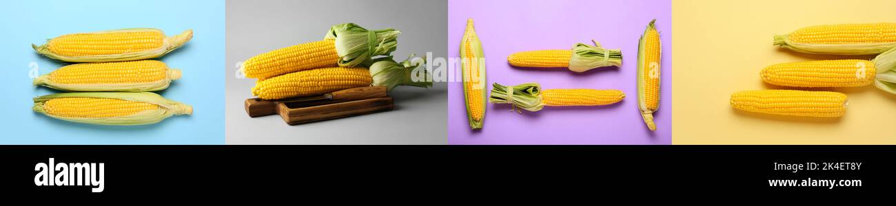 Collage with many corn cobs on colorful background Stock Photo - Alamy