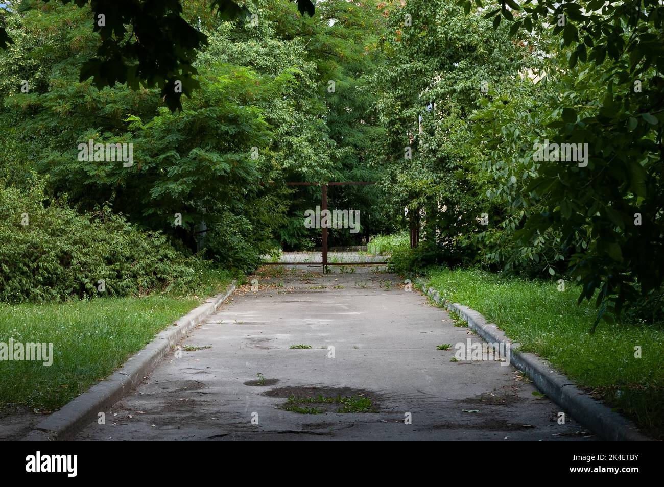 an old broken asphalt road and a rusty gate among green trees and ...