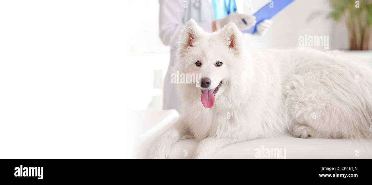 Cute Samoyed dog in vet clinic. Banner for design Stock Photo - Alamy