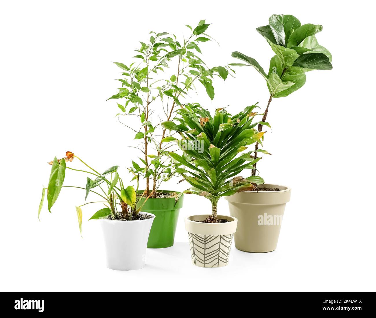 Wilted plants on white background Stock Photo - Alamy