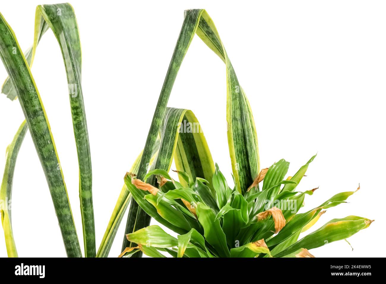 Wilted plants on white background Stock Photo - Alamy