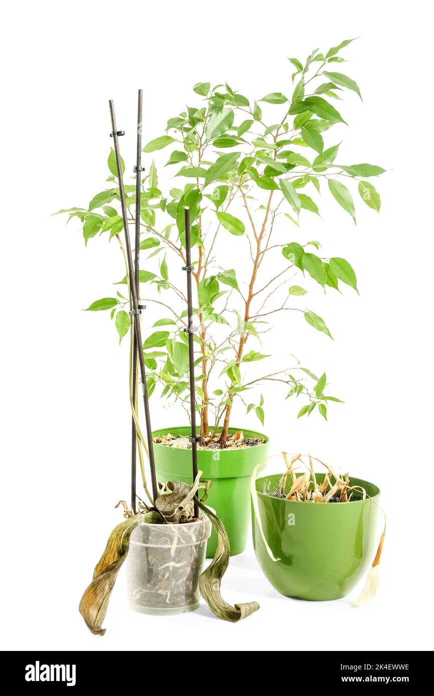 Wilted plants on white background Stock Photo - Alamy