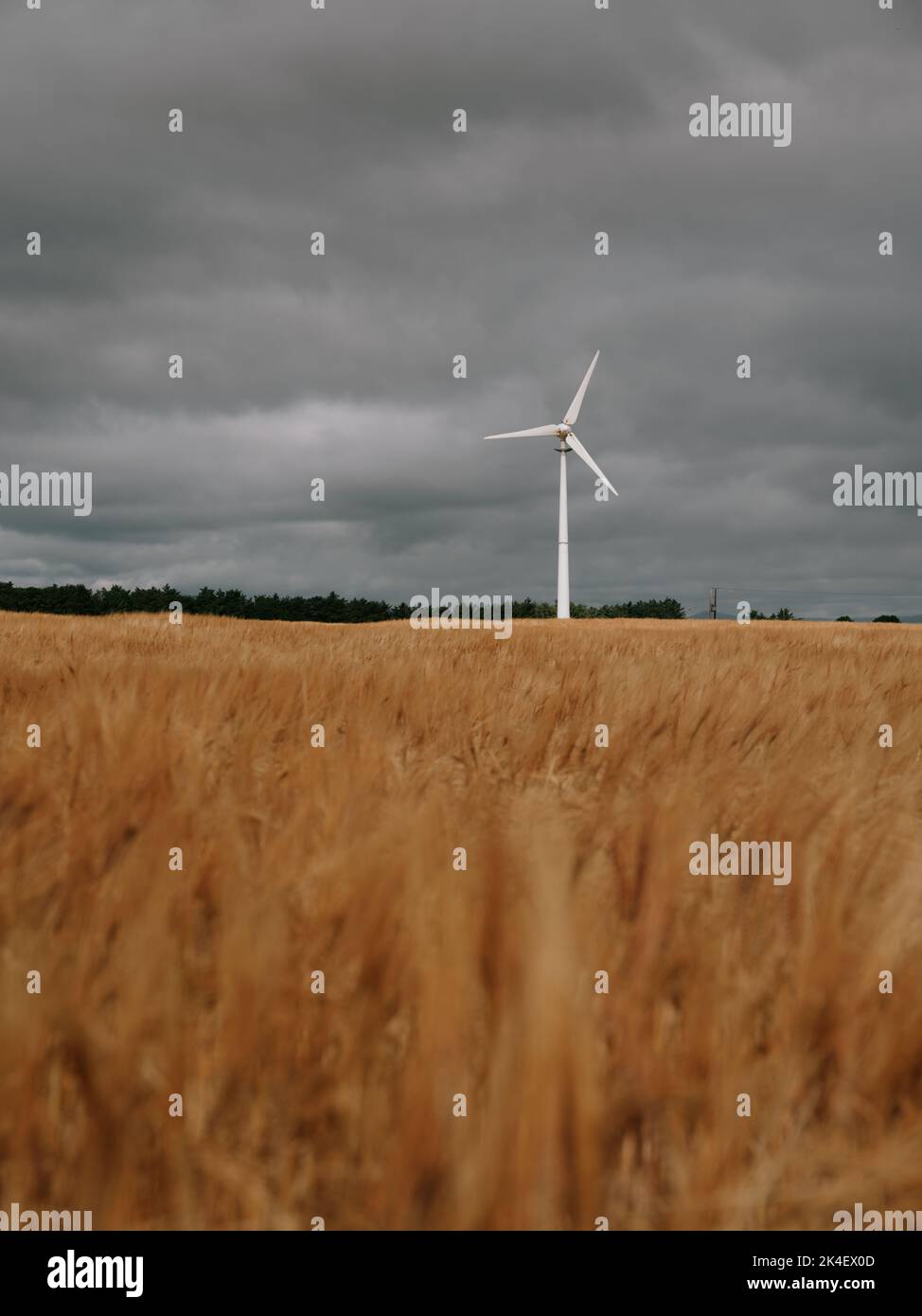 An onshore farmland energy wind turbine located on a farming land ...