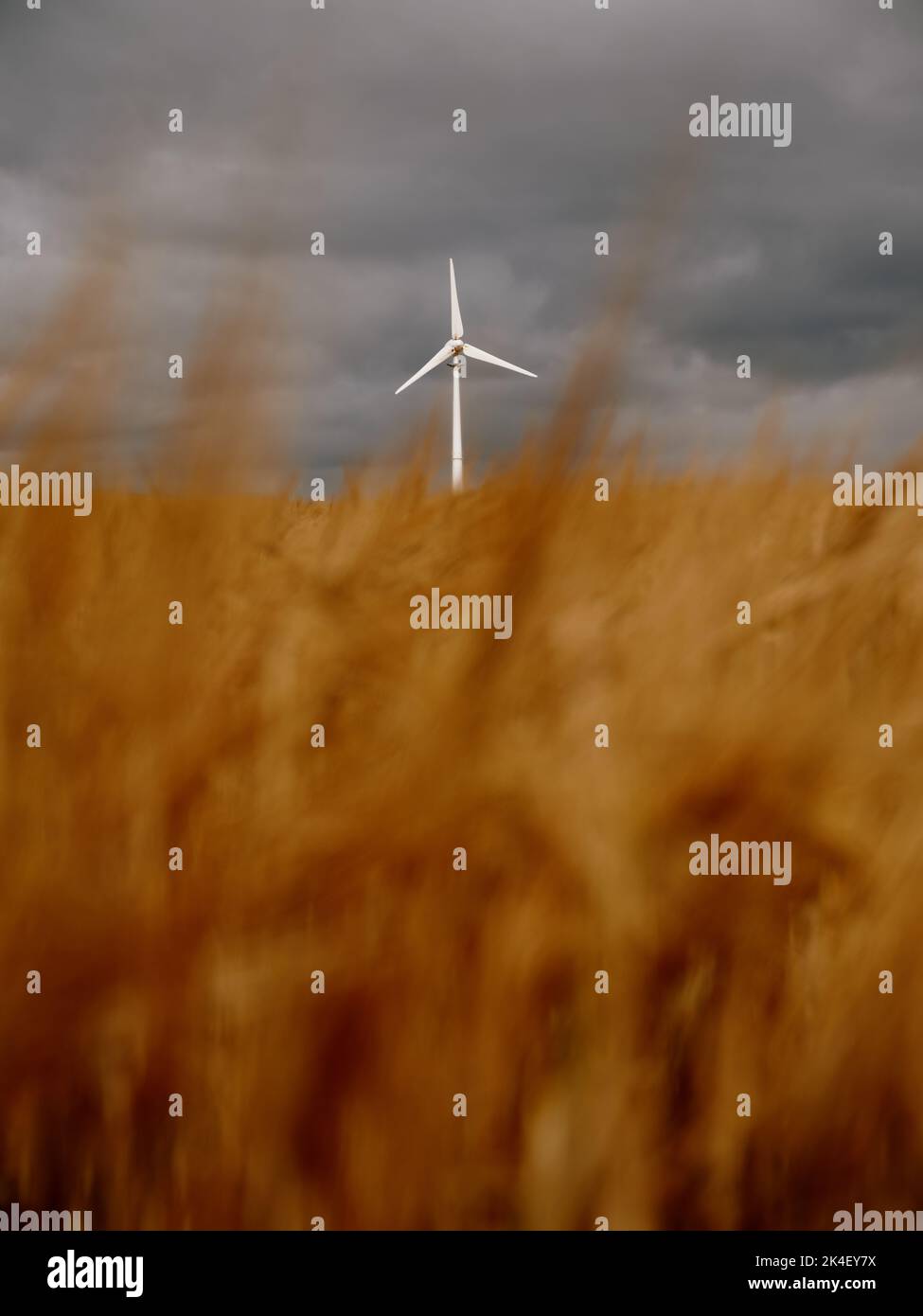 An onshore UK energy wind turbine located on a farming land isolated ...