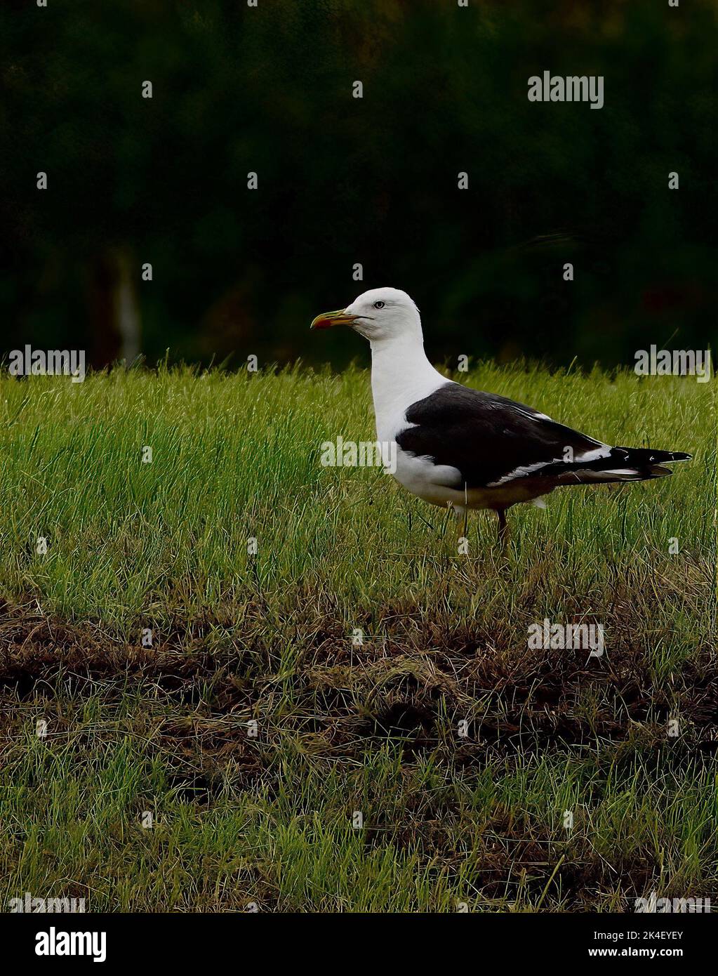Great Black-backed Gull (Larus marinus) Port Charlotte, Island of Islay ...