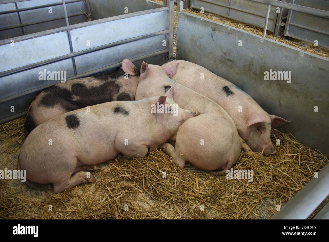 Cattle auction pen hi-res stock photography and images - Alamy