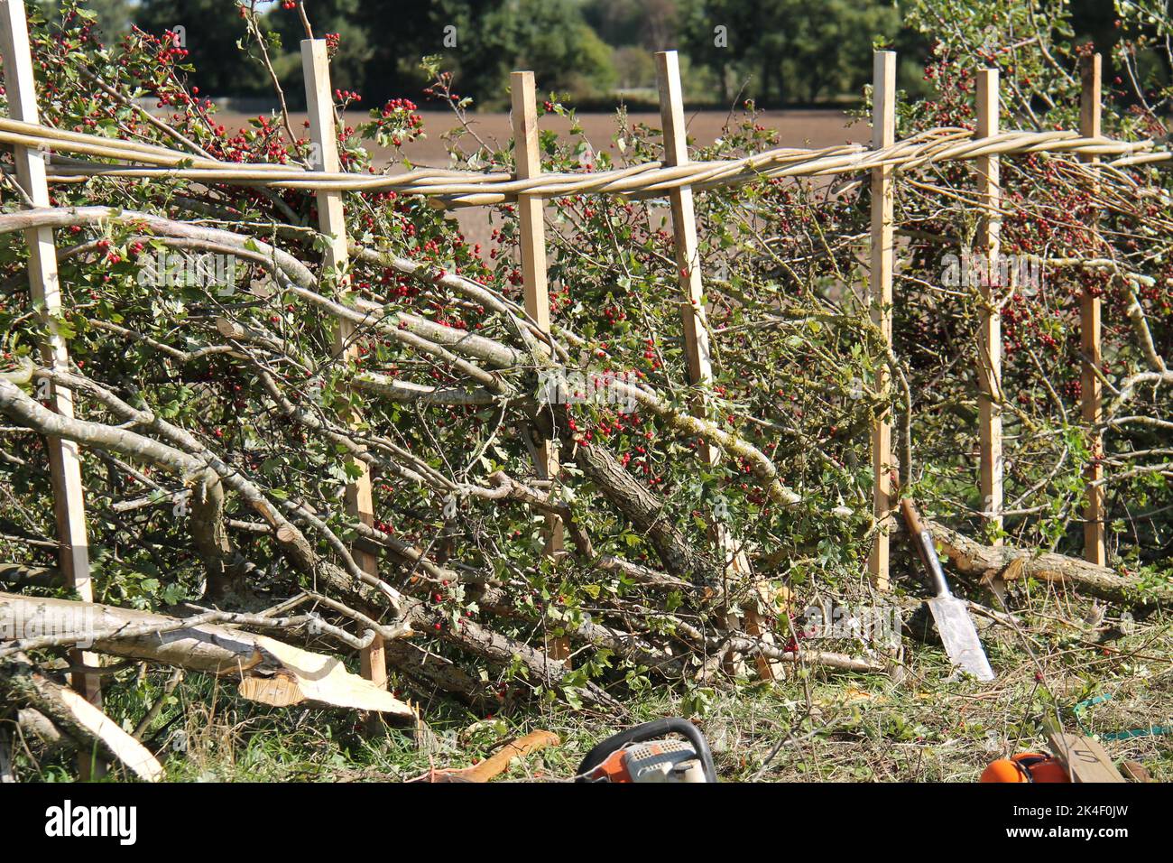 A Section of a Partially Completed Hedge Laying Boundary Stock Photo ...