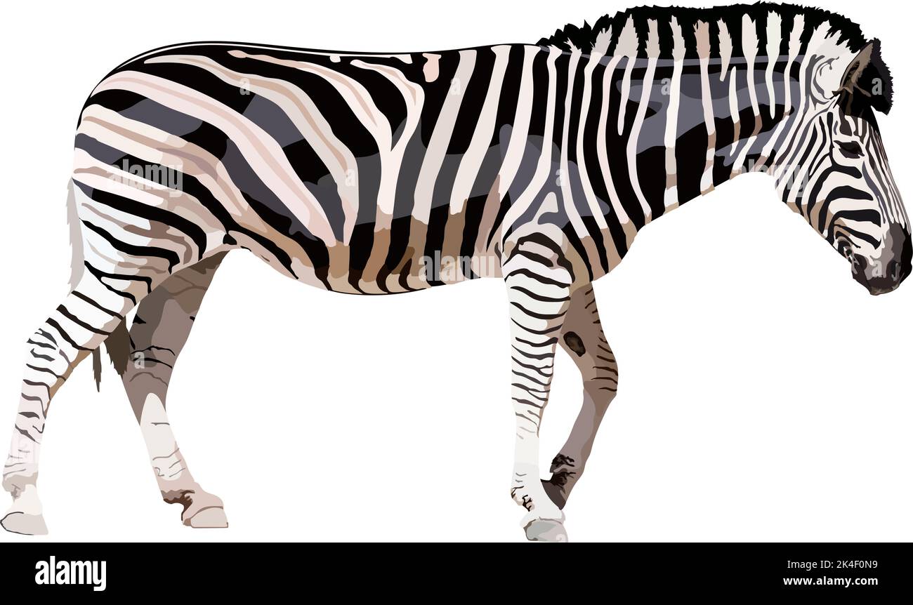 Zebra colored drawing realistic. Vector illustration wild animal Stock Vector Image & Art - Alamy