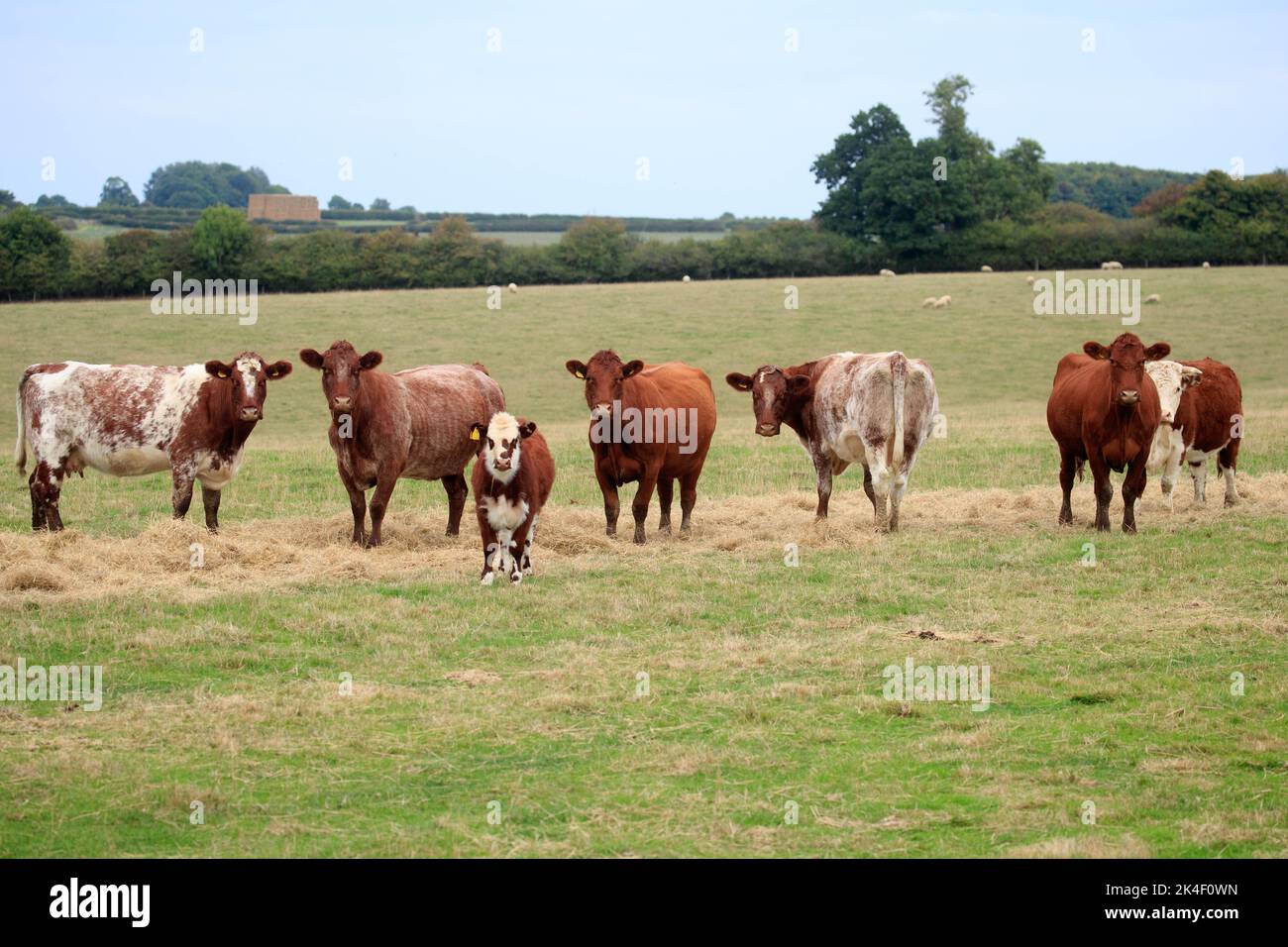 21st September 2022 Beef Shorthorn and Hereford cows and calves Stock ...
